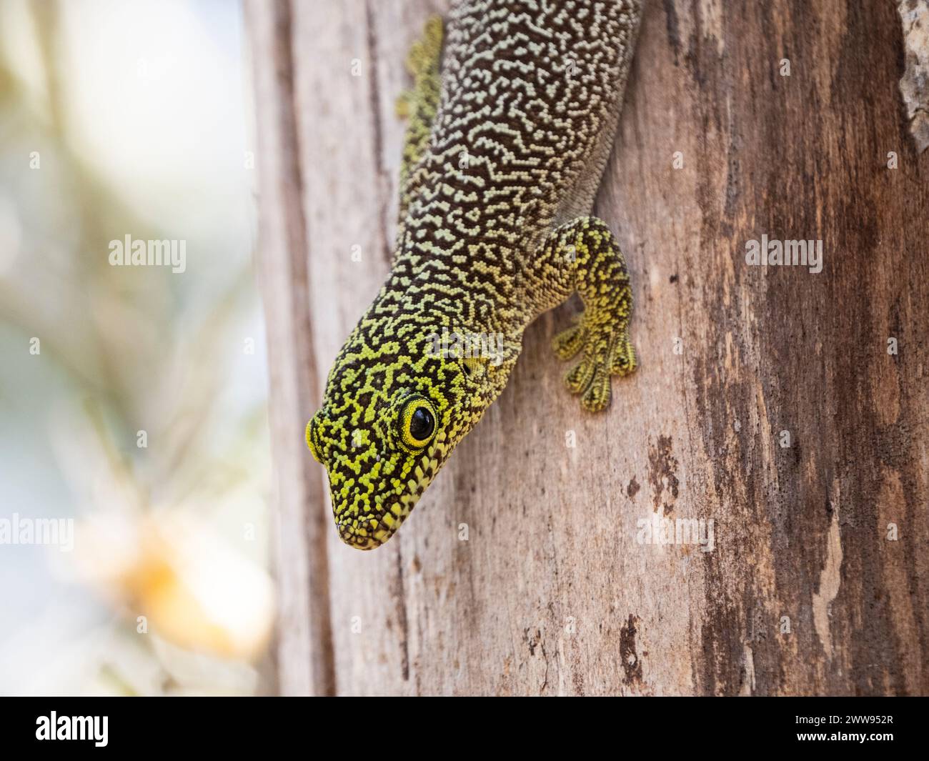 Standing's day gecko, Phelsuma standingi, Zombitse-Vohibasia National ...