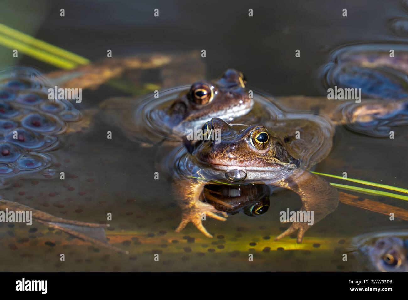 European common brown frogs (Rana temporaria) floating in pond among ...