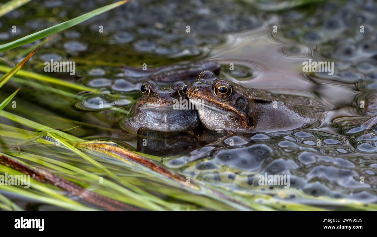 Two European common brown frogs (Rana temporaria) on frogspawn in pond ...
