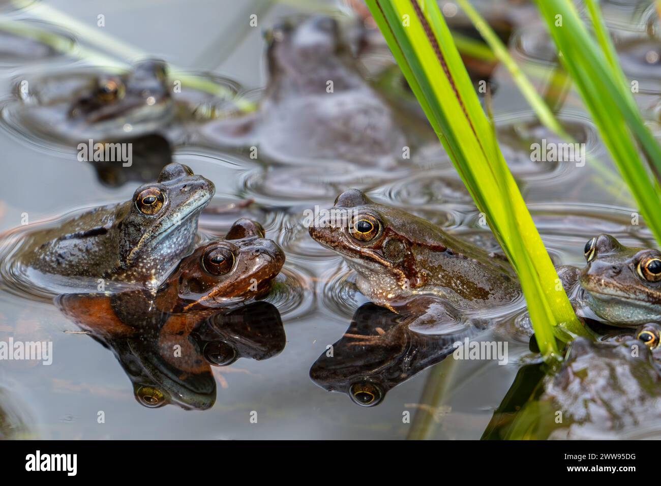 European common frogs / brown frogs and amplexed grass frog pair (Rana ...