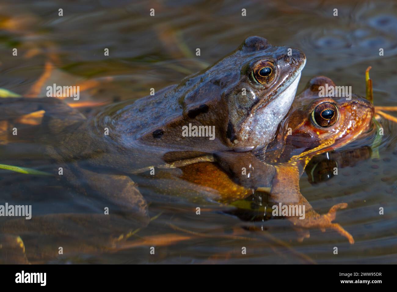 European common frog pair / brown frog / grass frog (Rana temporaria ...