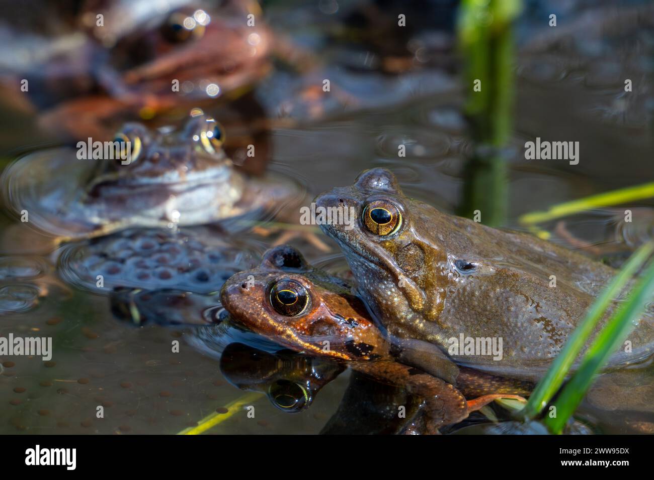 European common frogs / brown frog and grass frog pair (Rana temporaria ...
