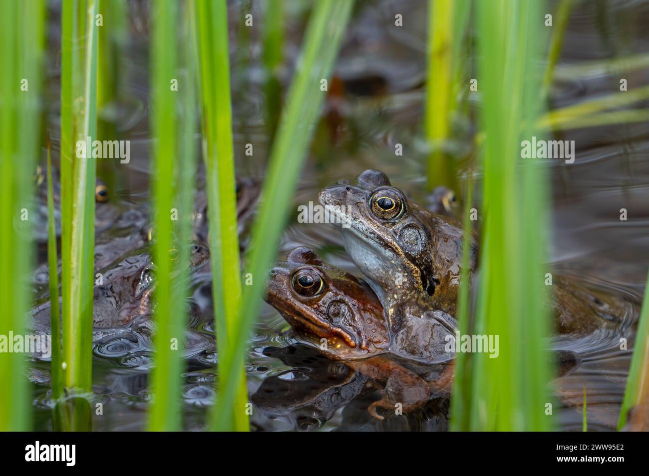 European common brown frogs / grass frog (Rana temporaria) pair in ...
