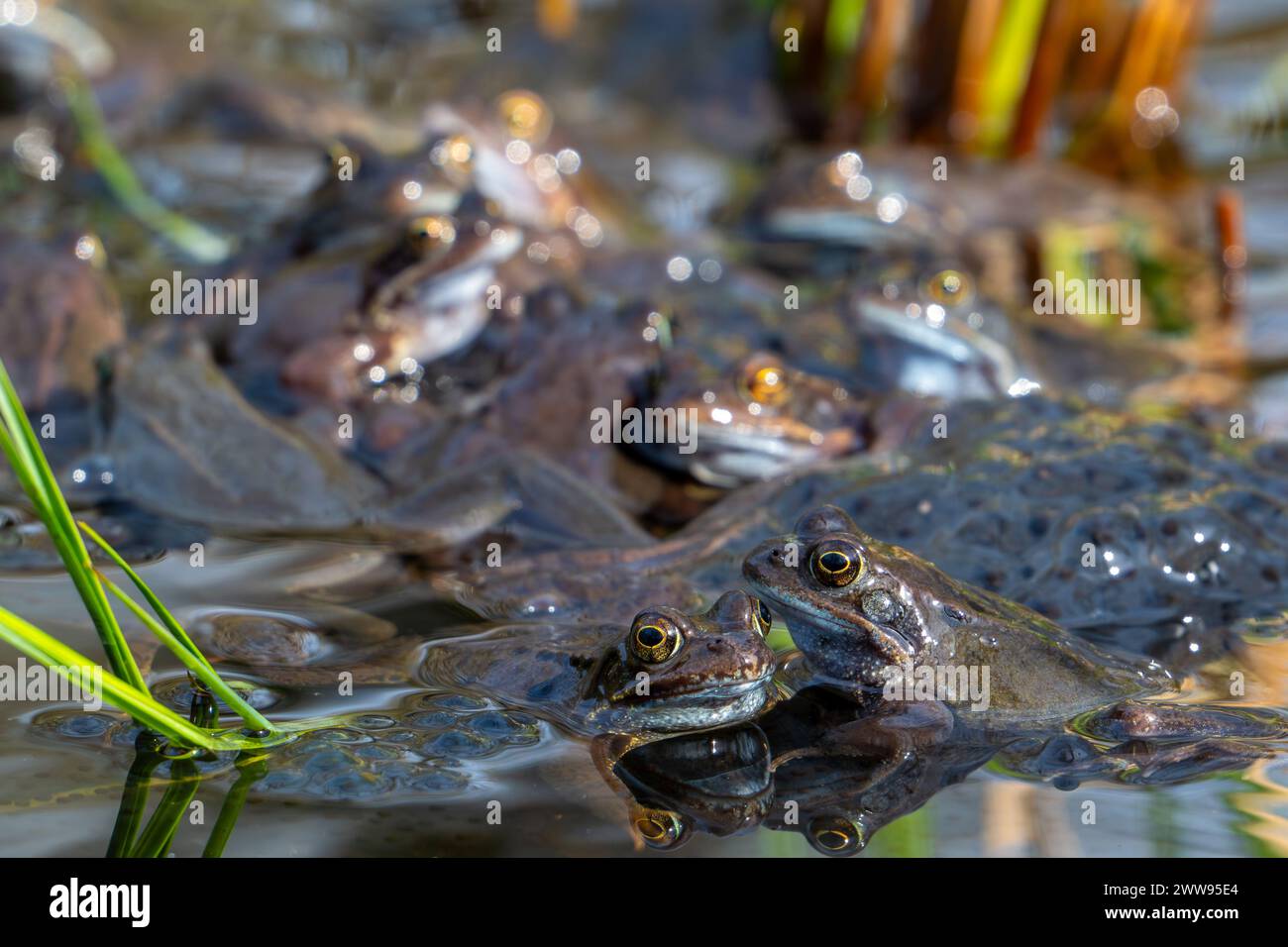 European common frogs / brown frogs / grass frog group (Rana temporaria) on eggs / frogspawn in ...