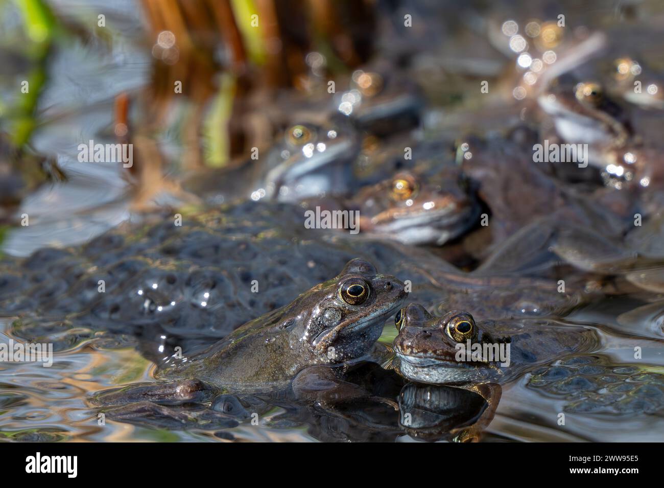 European common frogs / brown frogs / grass frog group (Rana temporaria) on eggs / frogspawn in ...