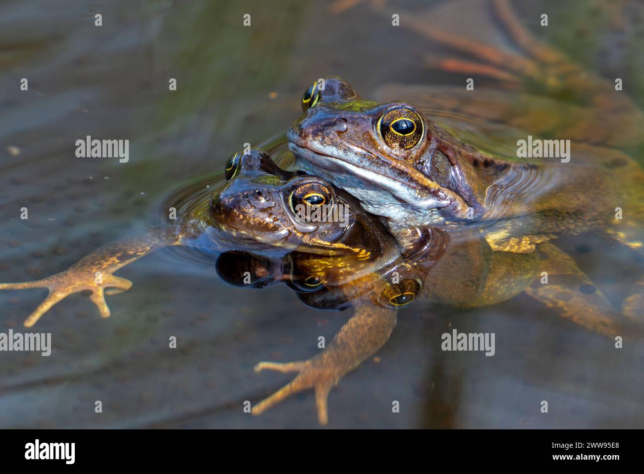 European common frog pair / brown frog / grass frog (Rana temporaria ...