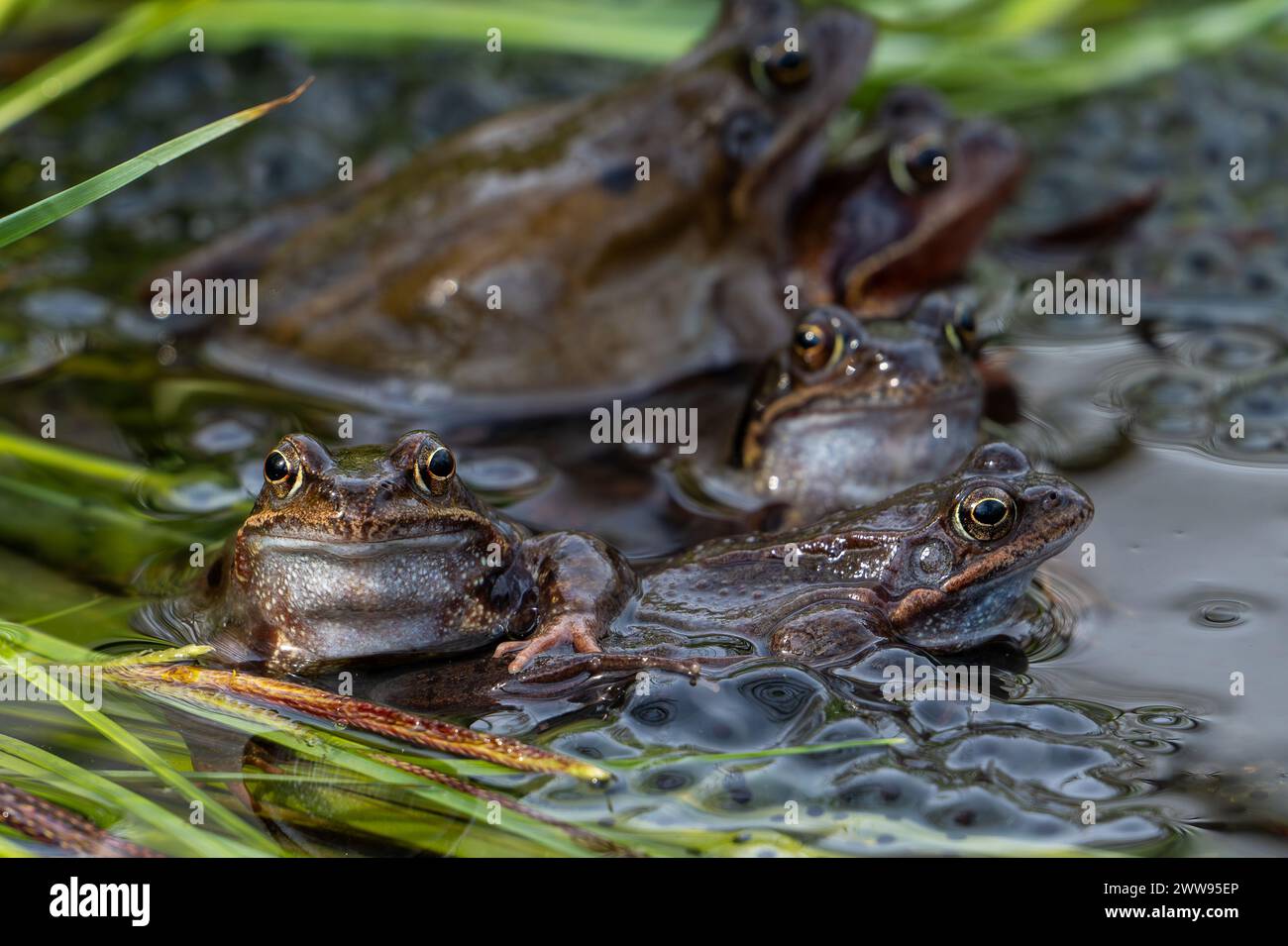 European common brown frogs / grass frog group (Rana temporaria) on eggs / frogspawn in swamp ...