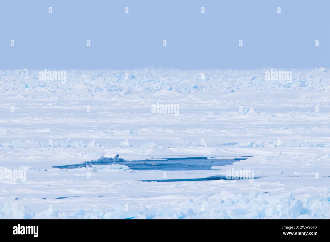 beluga whale, Delphinapterus leucas, adult in a breathing hole Polynya ...