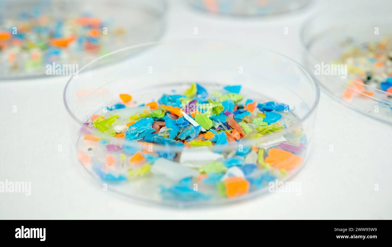 Macro shot of microplastics composition inside a lab petri dishes ...