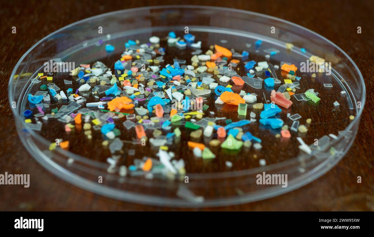 Macro shot of microplastics composition inside a lab petri dish ...