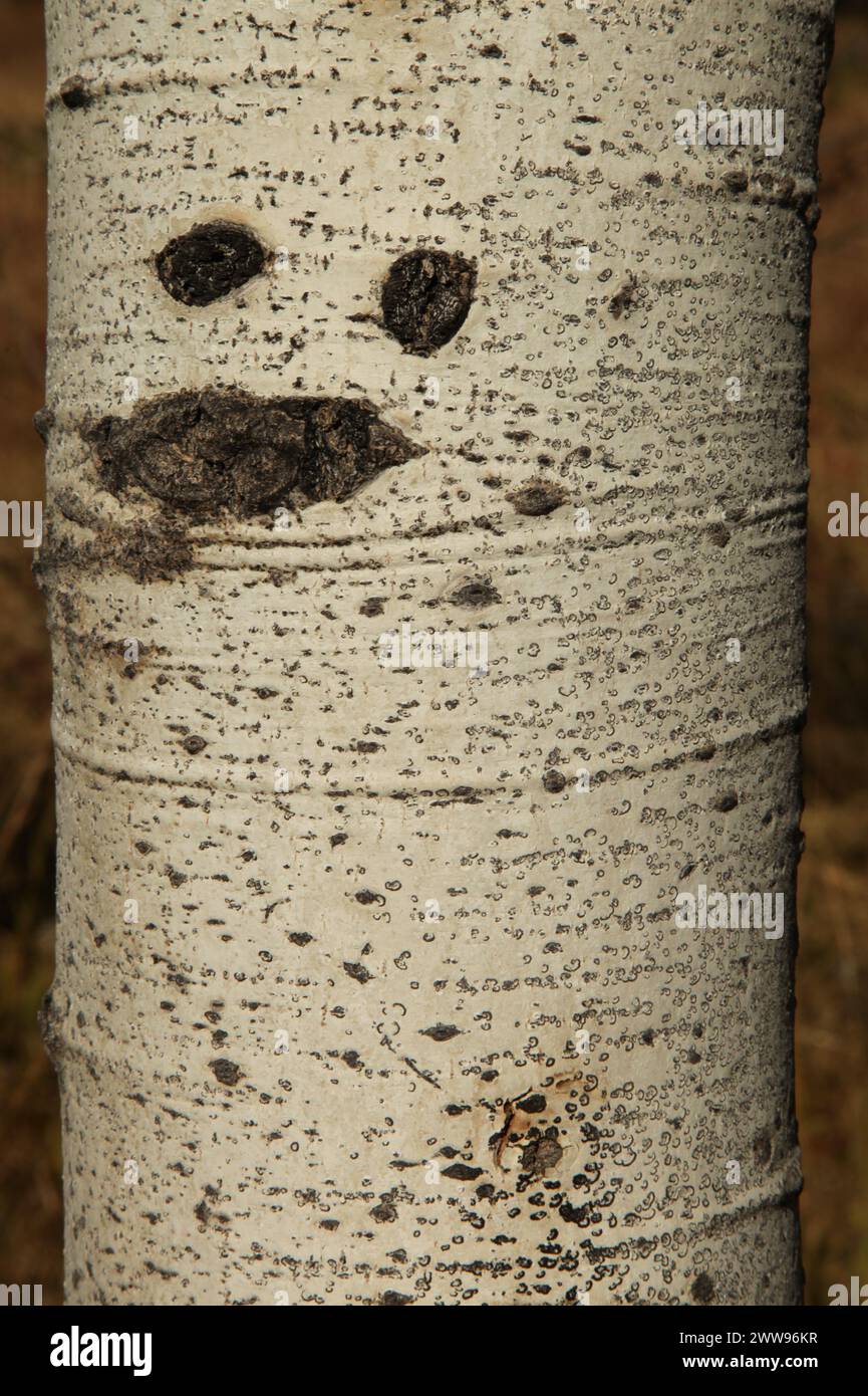 Closeup of Quaking Aspen (Populus tremuloides) tree trunk texture in ...