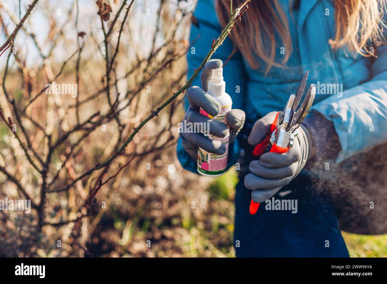 Gardener disinfects pruner before rose pruning in spring garden ...
