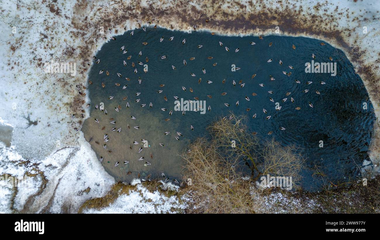 Drone photography of iced up pond in public park and ducks in it during ...