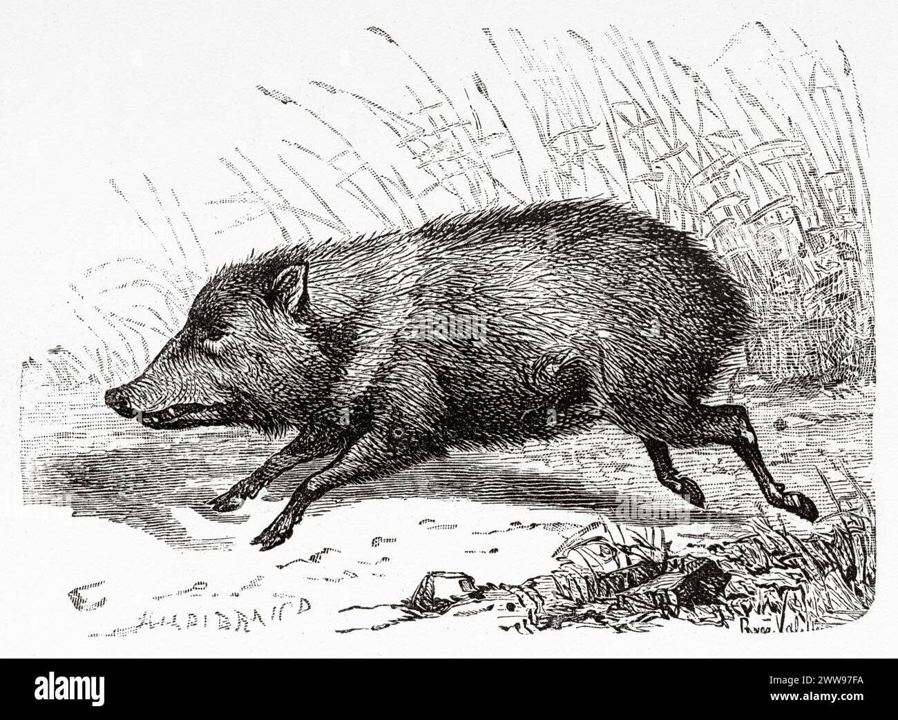 Javelina family hi-res stock photography and images - Alamy