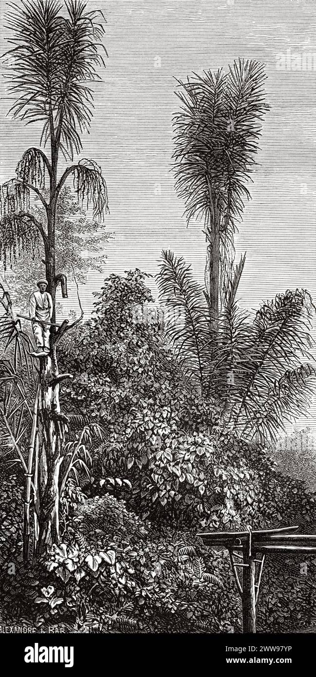 Palm trees at Muara Laboh, Sumatra Island. Indonesia. Drawing by ...