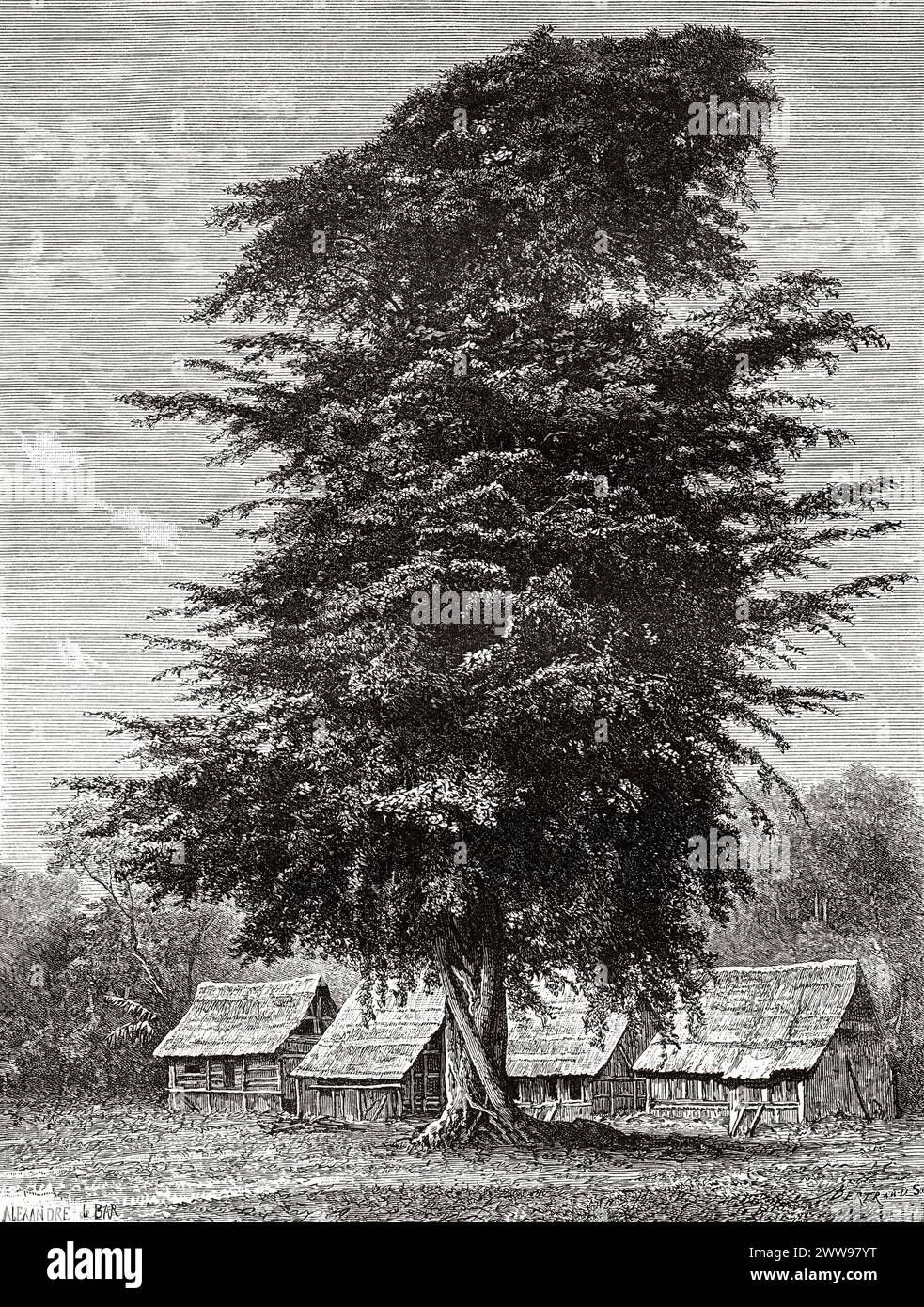 Old giant Tree at Muara Laboh, Sumatra Island. Indonesia. Drawing by ...