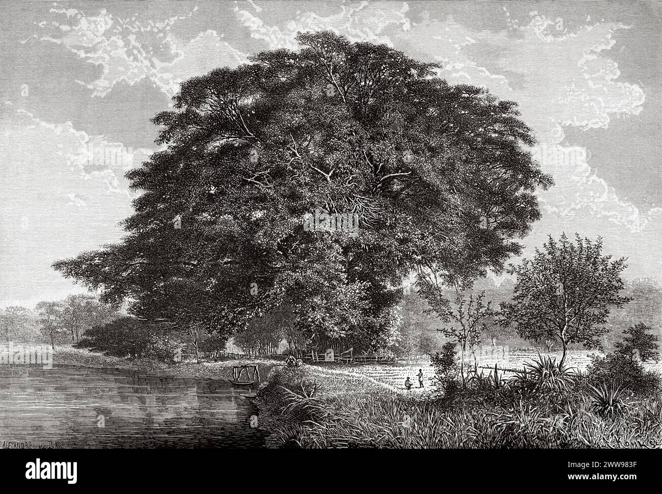 Waringin Tree (Ficus benjamina) in the area of Soeroelangoen, Rawas ...