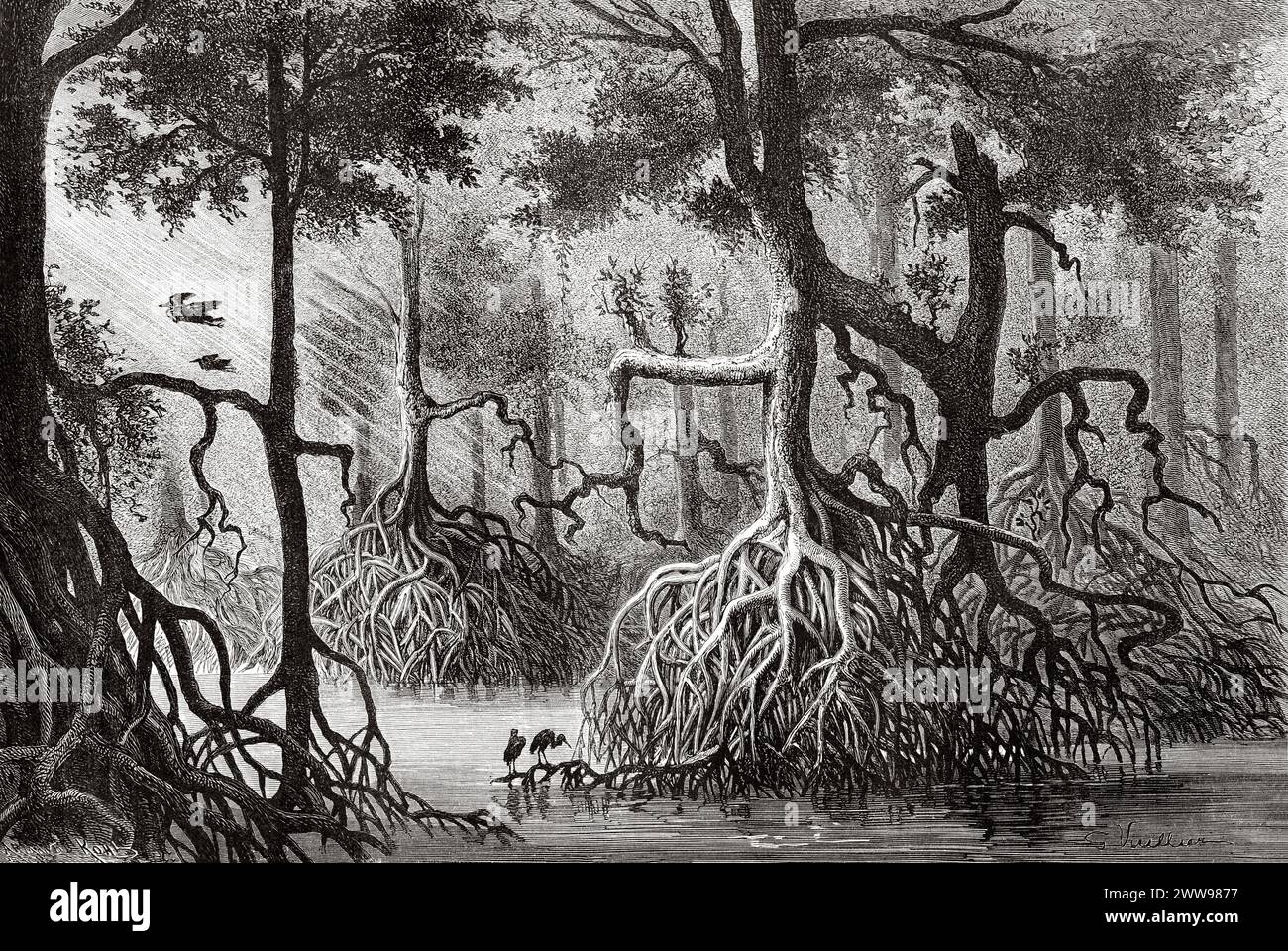 The mangroves of Turra, Darien Isthmus, Republic of Panama. Central ...