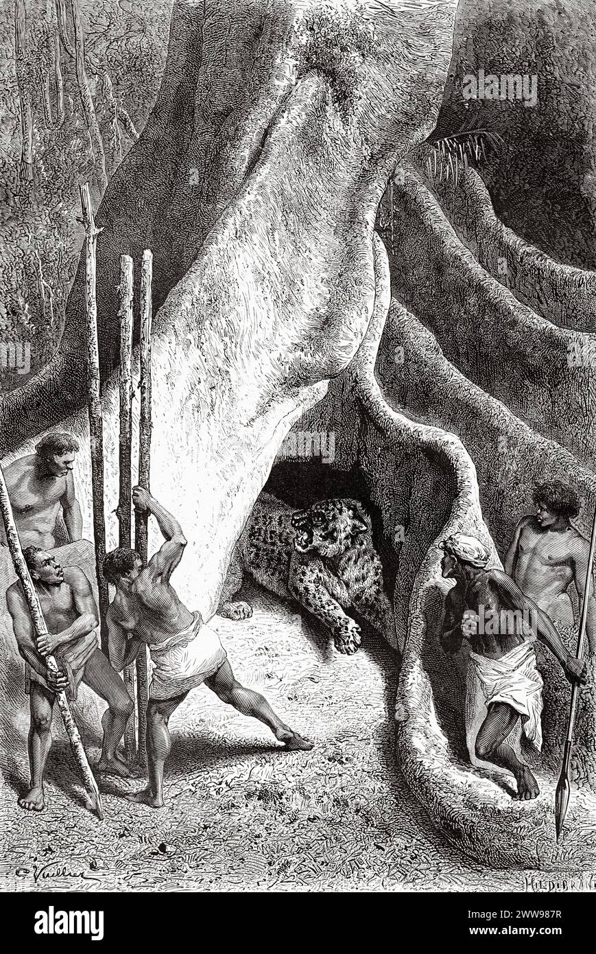 Native indigenous people hunting a jaguar, Republic of Panama. Central ...