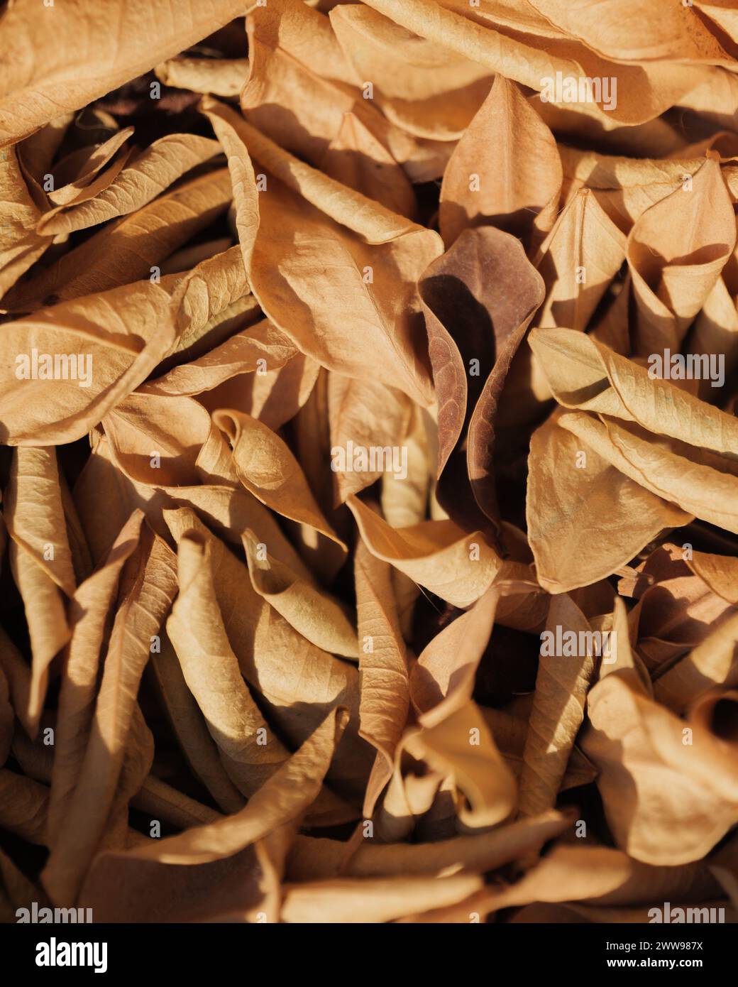 Scattered variety autumn leaves hi-res stock photography and images - Alamy