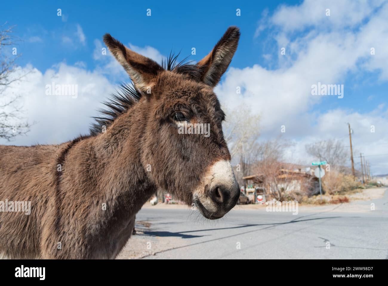 Portrait of a feral donkey, Equus africanus asinus, shown in the town ...