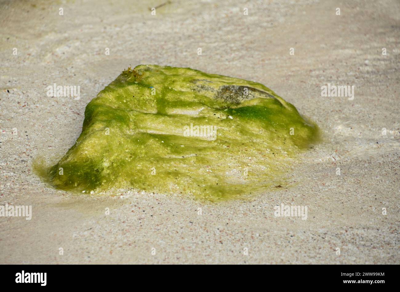 Rock covered in green algae in shallow waters Stock Photo - Alamy