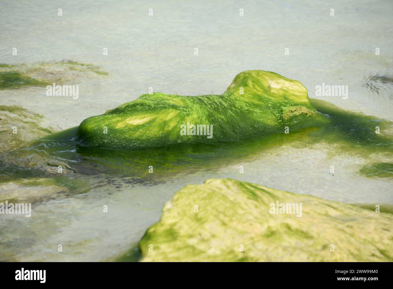 Rock coated in green mossy algae in shallow ocean waters Stock Photo ...