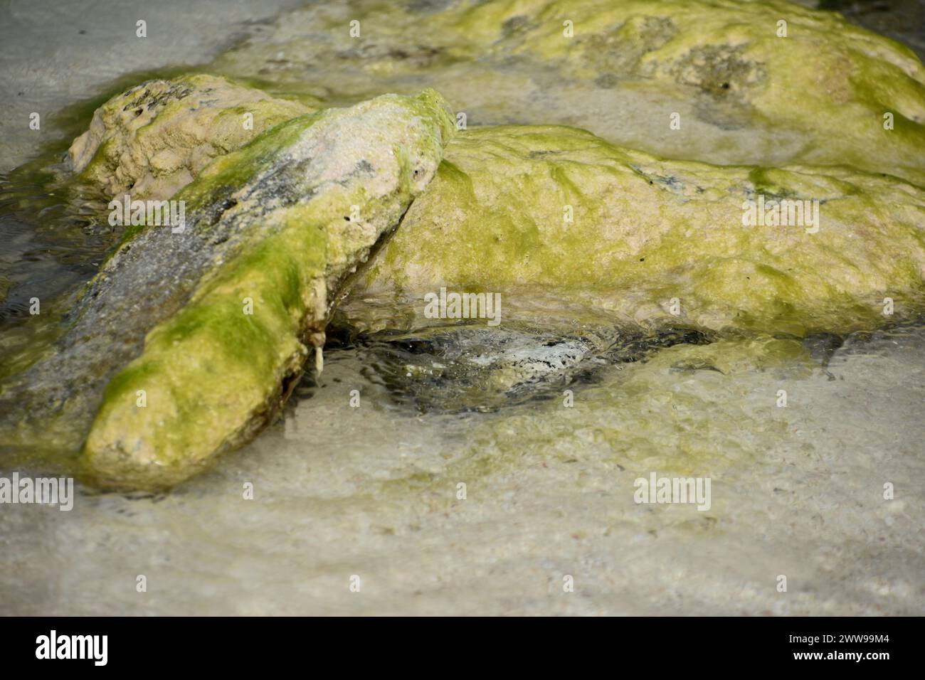 Slippery rocks in shallow waters coated in green algae and moss Stock ...