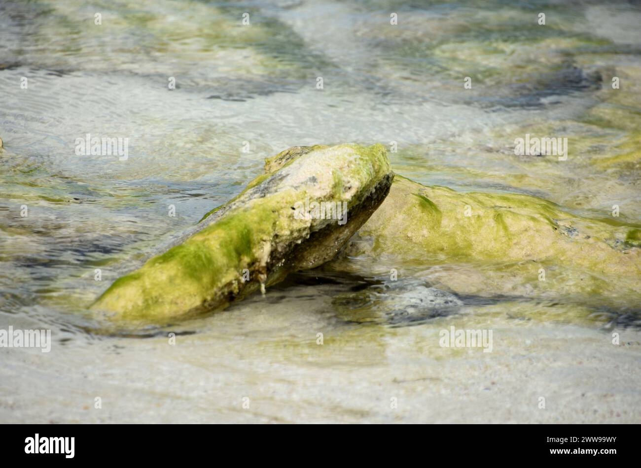 Algae covered rock splashing hi-res stock photography and images - Alamy
