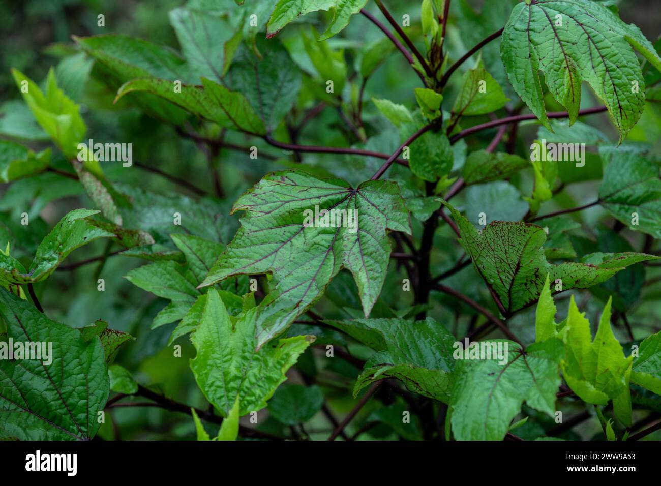 Hibiscus without flowers Trinidad and Tobago Stock Photo - Alamy