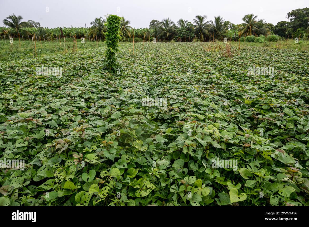 Hibiscus without flowers Trinidad and Tobago Stock Photo - Alamy