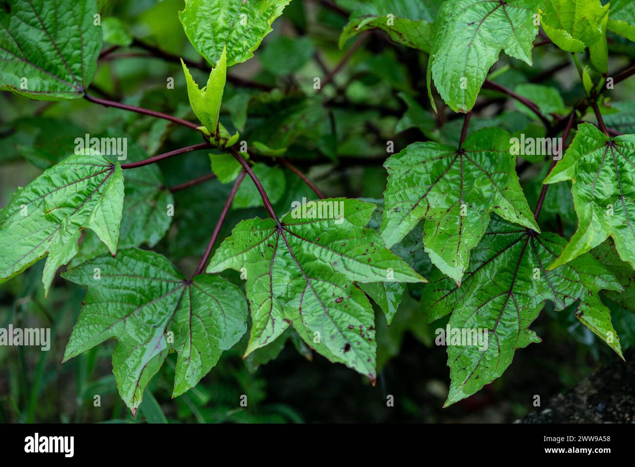 Hibiscus without flowers Trinidad and Tobago Stock Photo - Alamy
