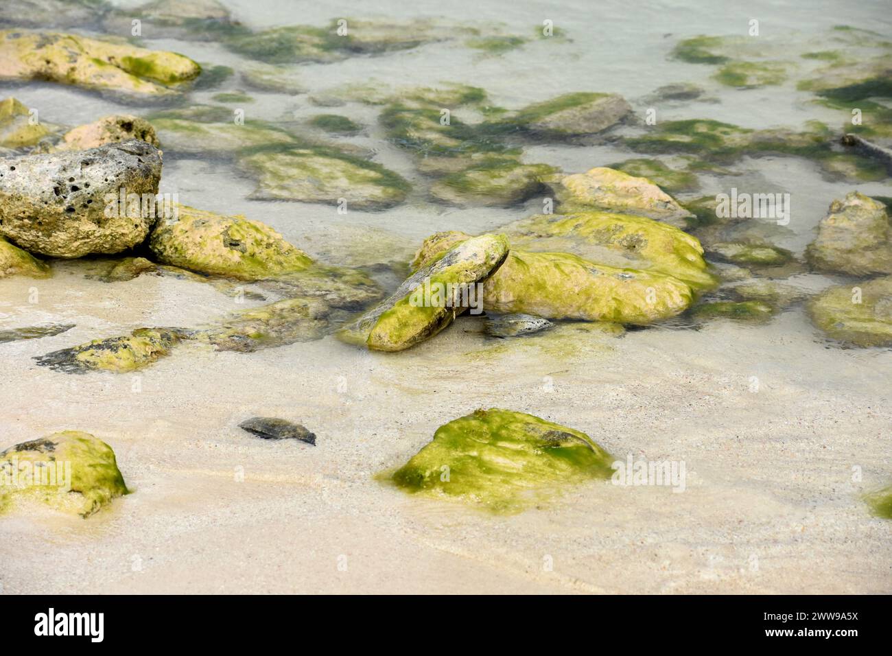 Shallow ocean waters with exposed rocks and algae on the beach Stock ...