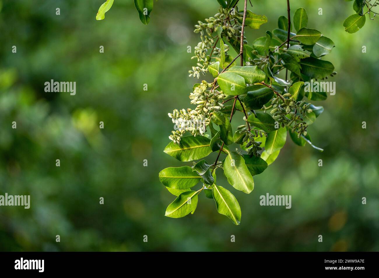 Mangrove flowers hi-res stock photography and images - Alamy