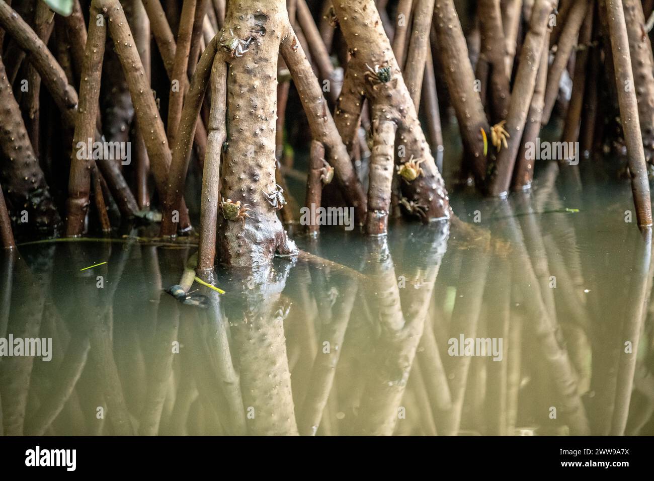Mangrove Tree in Caroni Swamp. Trinidad and Tobago Stock Photo - Alamy