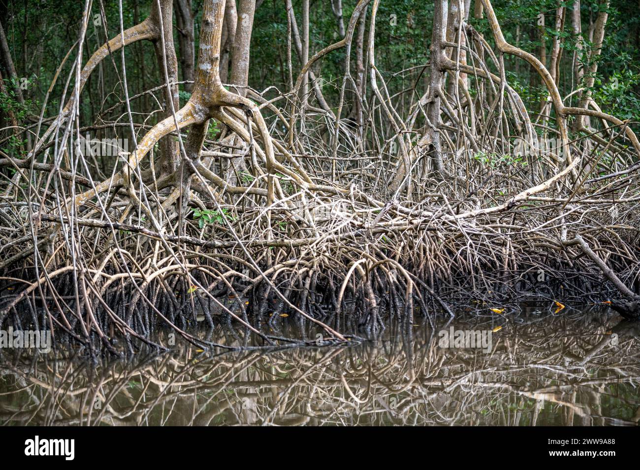 Mangrove Tree in Caroni Swamp. Trinidad and Tobago Stock Photo - Alamy