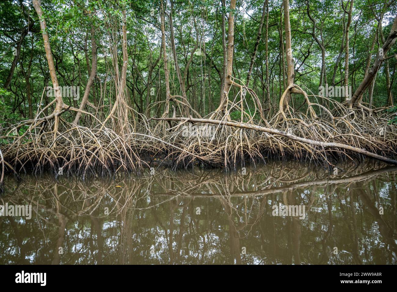 Mangrove Tree in Caroni Swamp. Trinidad and Tobago Stock Photo - Alamy