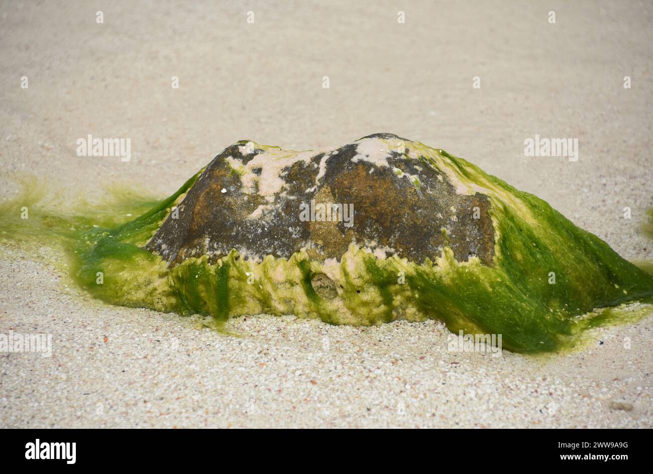 Rock in shallow waters coated with green algae and seaweed Stock Photo ...