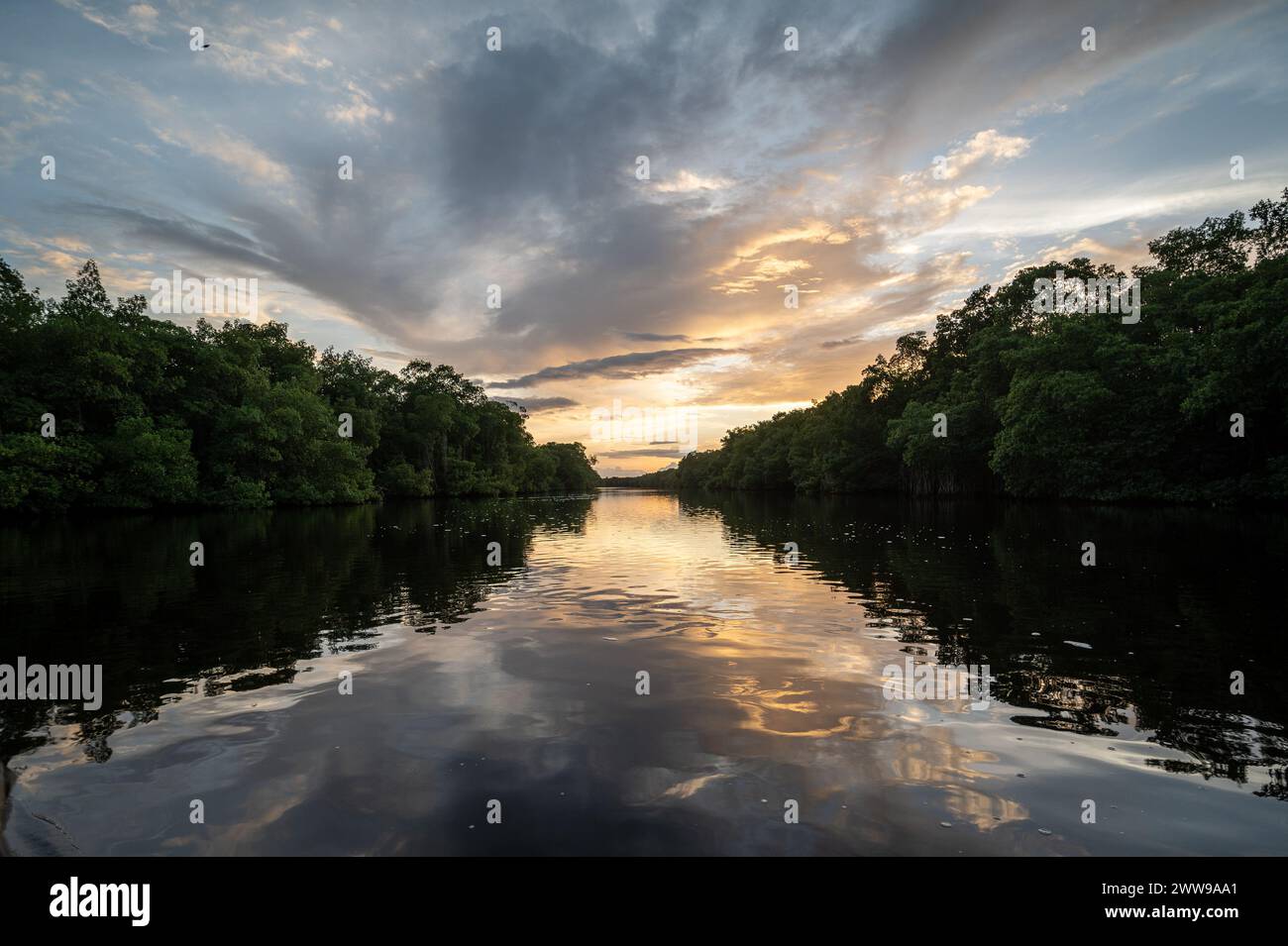 River that flows through a swamp Caroni Swamp. Trinidad and Tobago ...