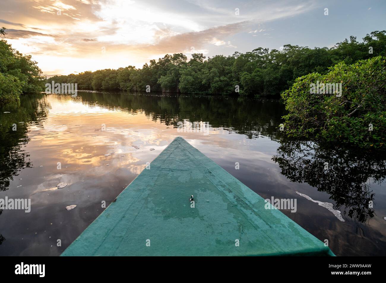 River that flows through a swamp Caroni Swamp. Trinidad and Tobago ...