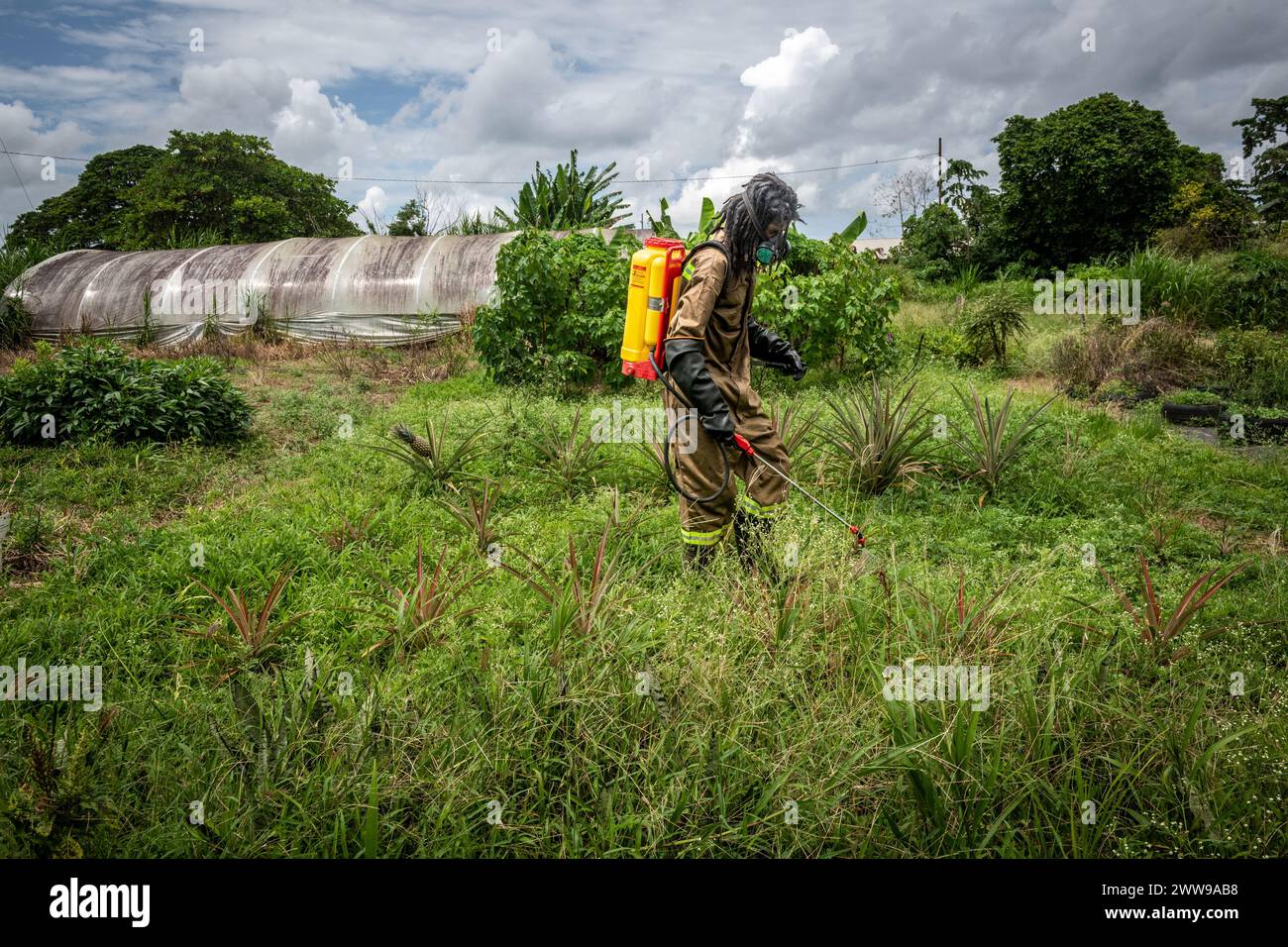 Man Spraying herbicideTrinidad and Tobago Stock Photo - Alamy