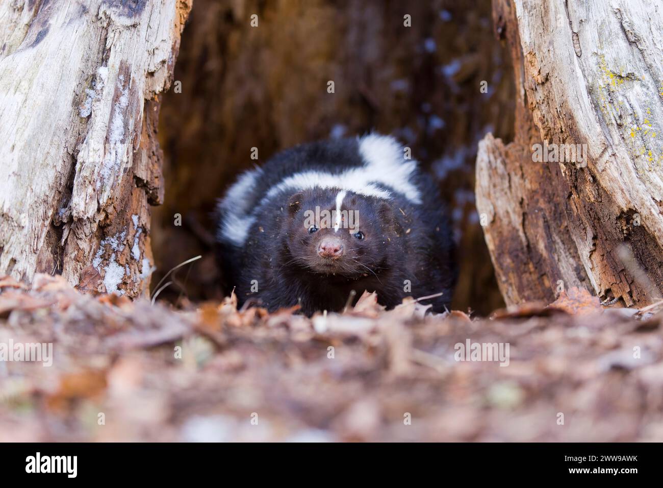 Mephitis mephitis den hi-res stock photography and images - Alamy