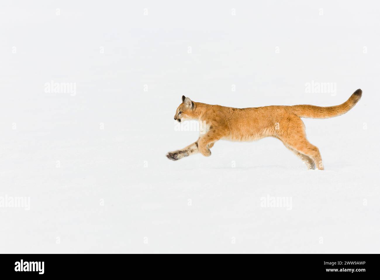 Puma Felis concolor, juvenile running on snow, Montana, USA, March ...