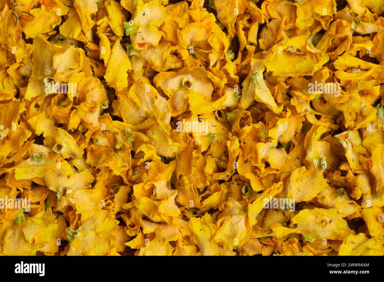 Common mullein healing herbs. Dried flowers of woolly mullein ...