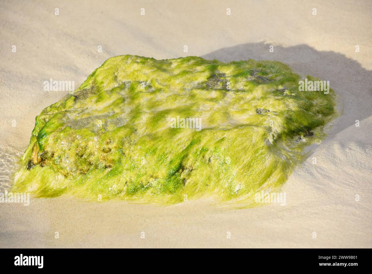 Shallow water seaweed covered beach hi-res stock photography and images ...