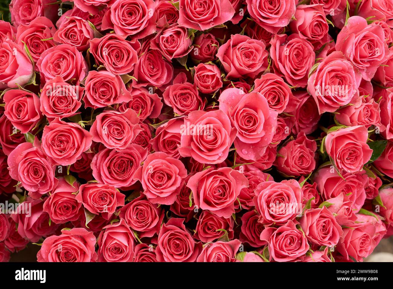 Rose background. Pink, red flowers wall background with amazing roses ...