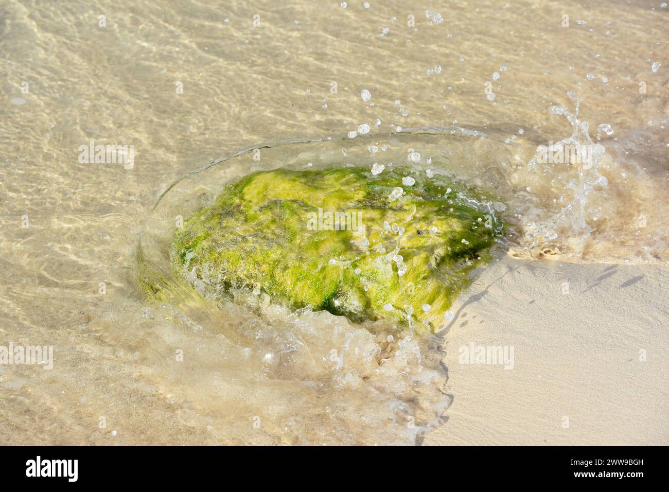 Stone splashing water algae hi-res stock photography and images - Alamy