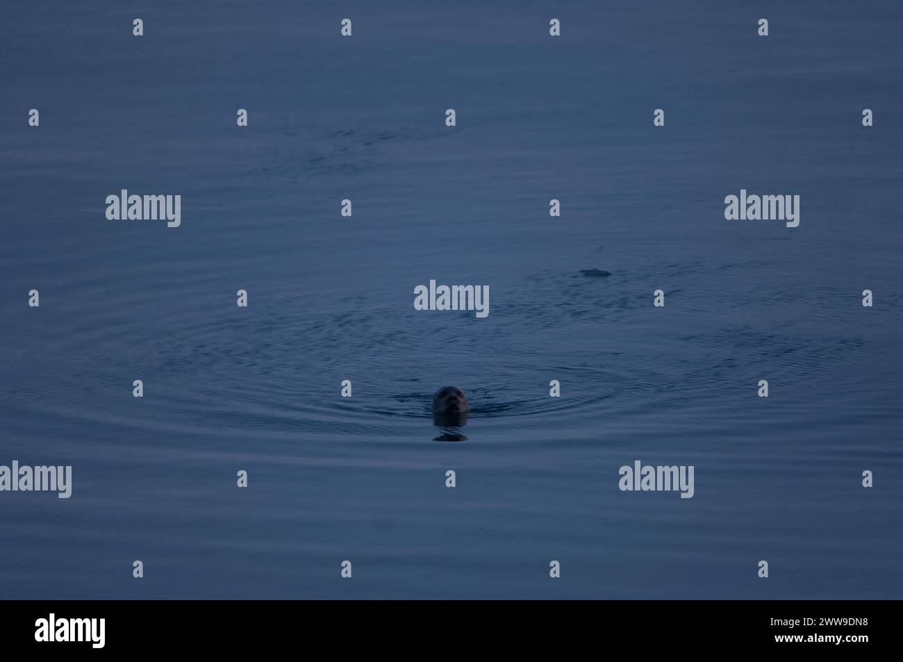 ringed seal Phoca hispida swimming in the Chukchi Sea off shore from ...