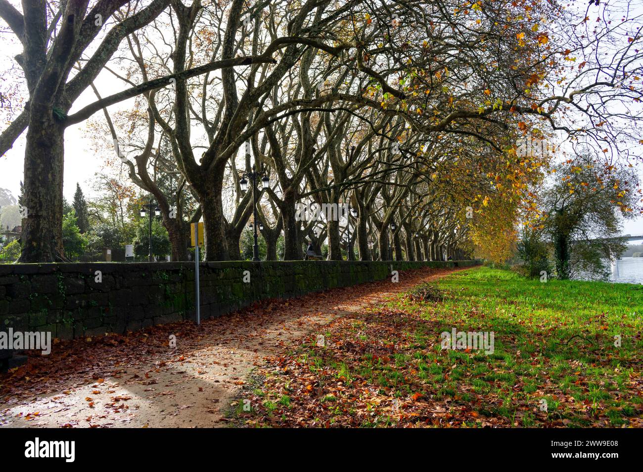 beautiful tunnel of sycamore trees in autumn Stock Photo - Alamy