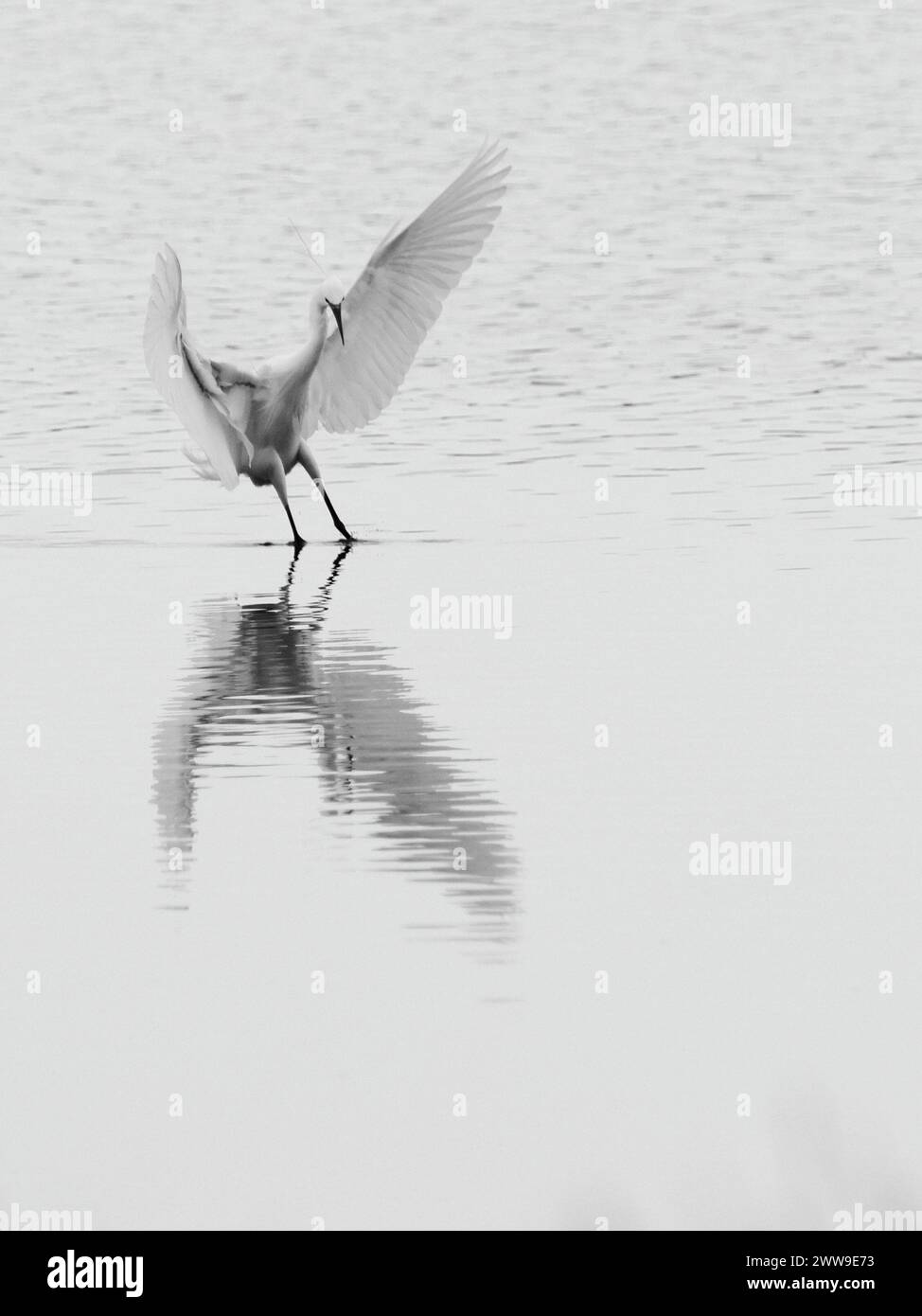 Black and white egret river hi-res stock photography and images - Alamy